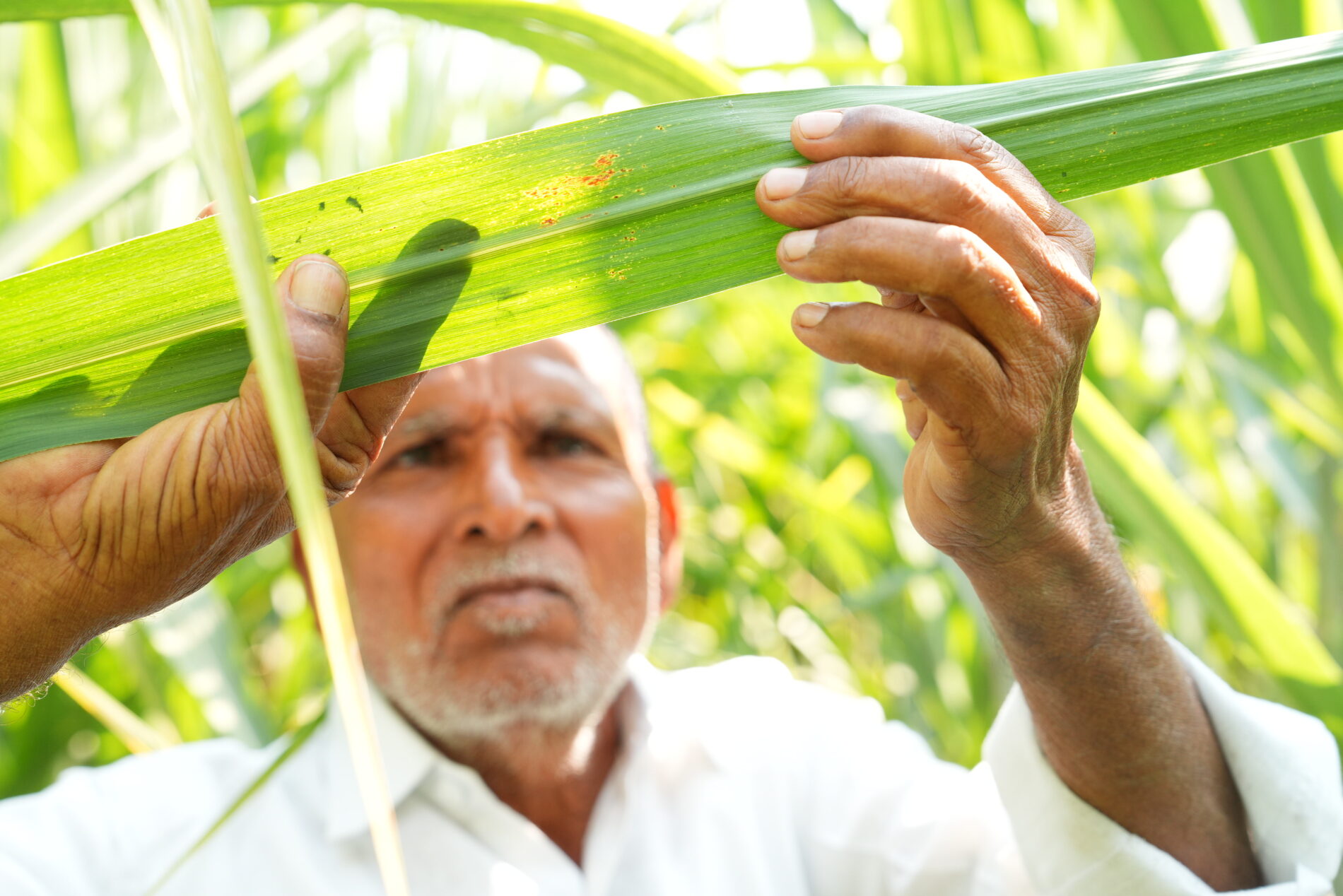 Chasing peak sugar: India’s sugar cane farmers use AI to predict ...